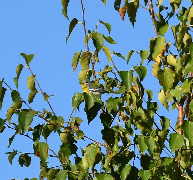 eBird Checklist - 12 Sep 2022 - Home - South - 44 species