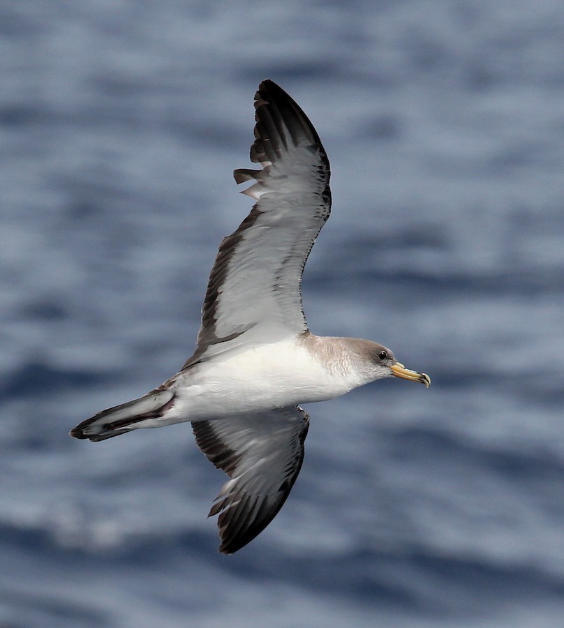 Cory's/Great Shearwater - eBird