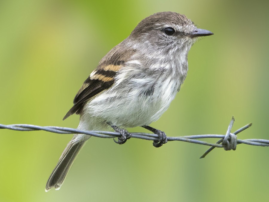 Mouse-gray Flycatcher - eBird