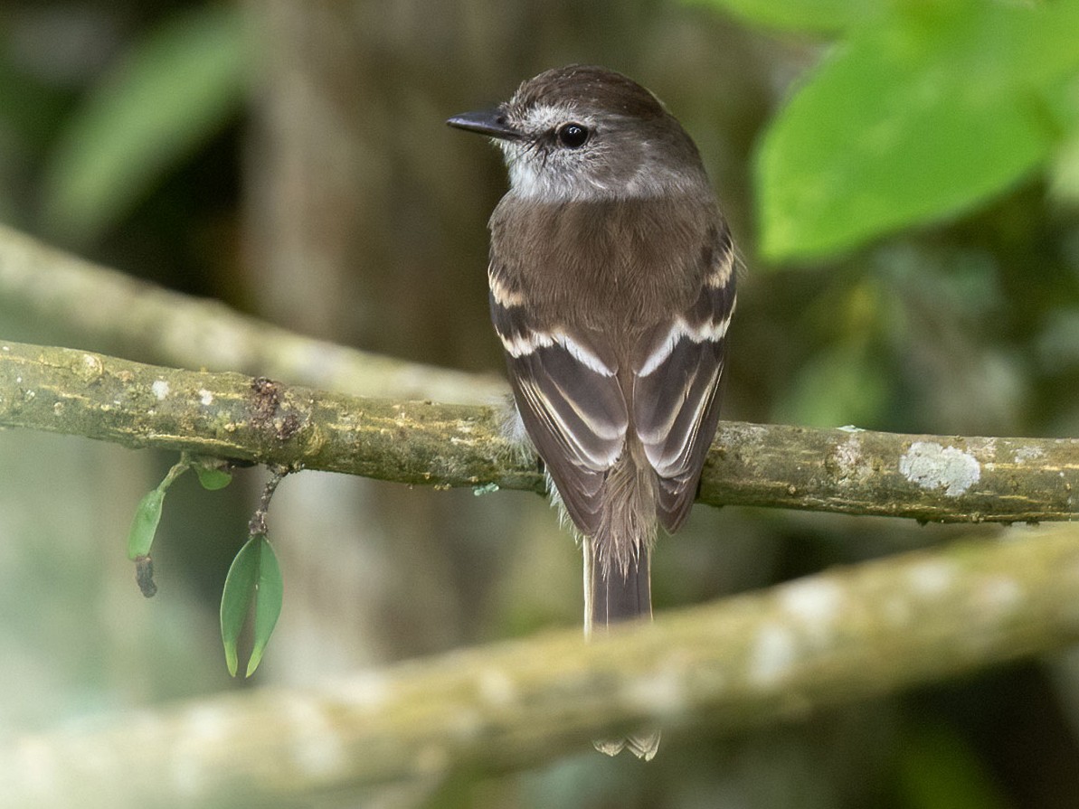 Mosquero Grisaceo - eBird