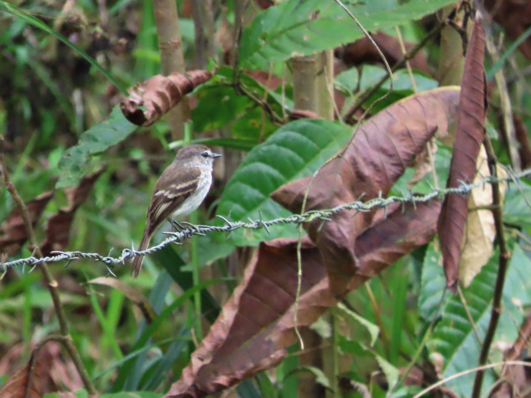 Mouse-grey Flycatcher - eBird