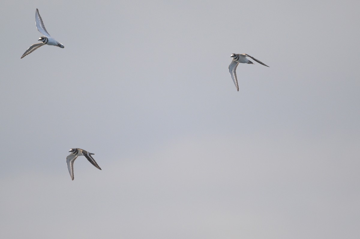 eBird Checklist - 11 Sep 2022 - Off Mission Bay (offshore species only ...