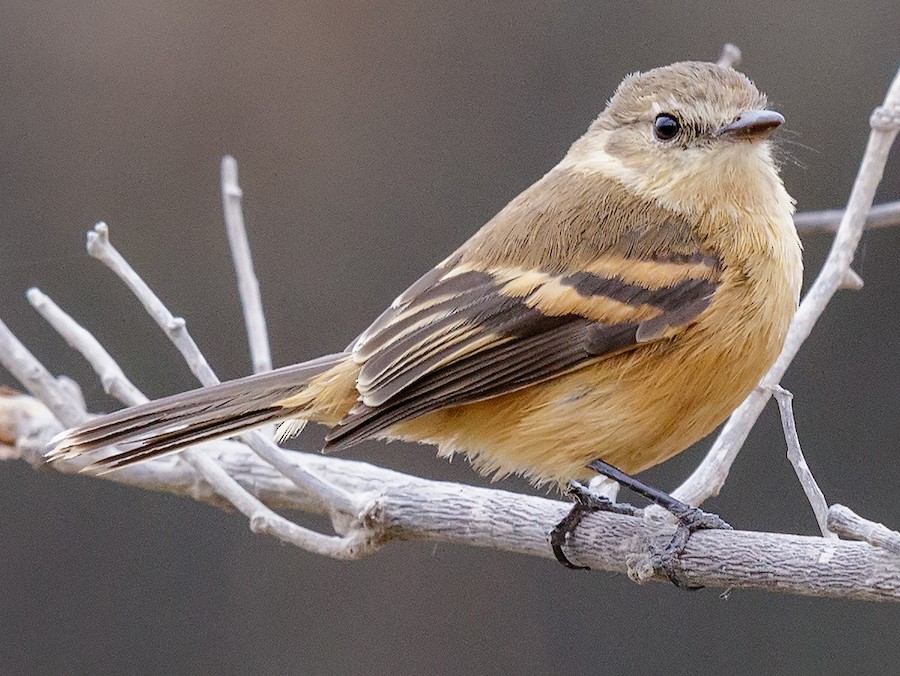 Cazamoscas de pico chato - eBird