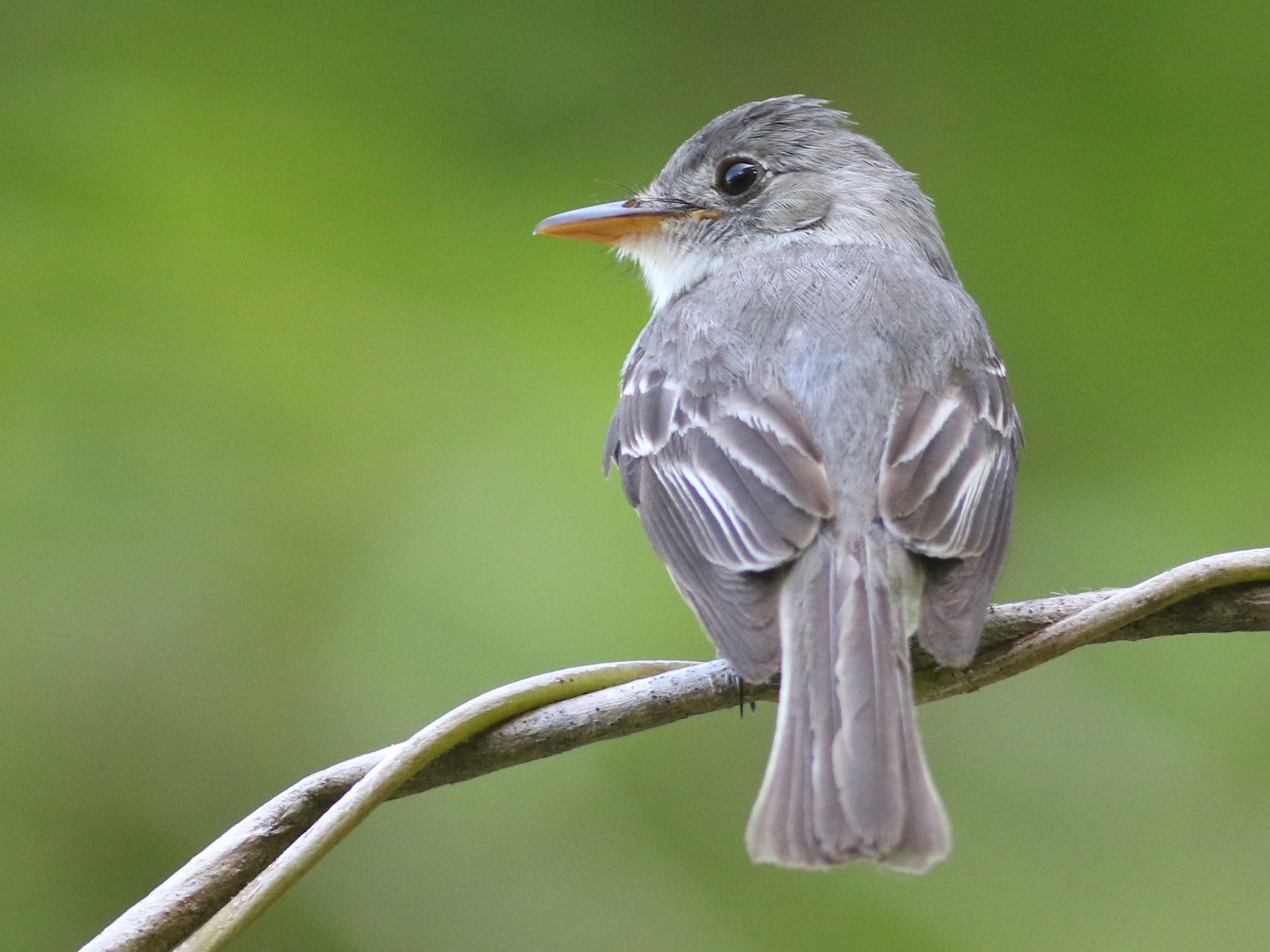Pibí Tropical (punensis) - eBird