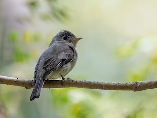 Southern Tropical Pewee - eBird