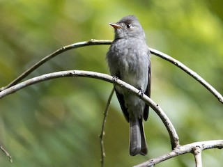 Southern Tropical Pewee - eBird
