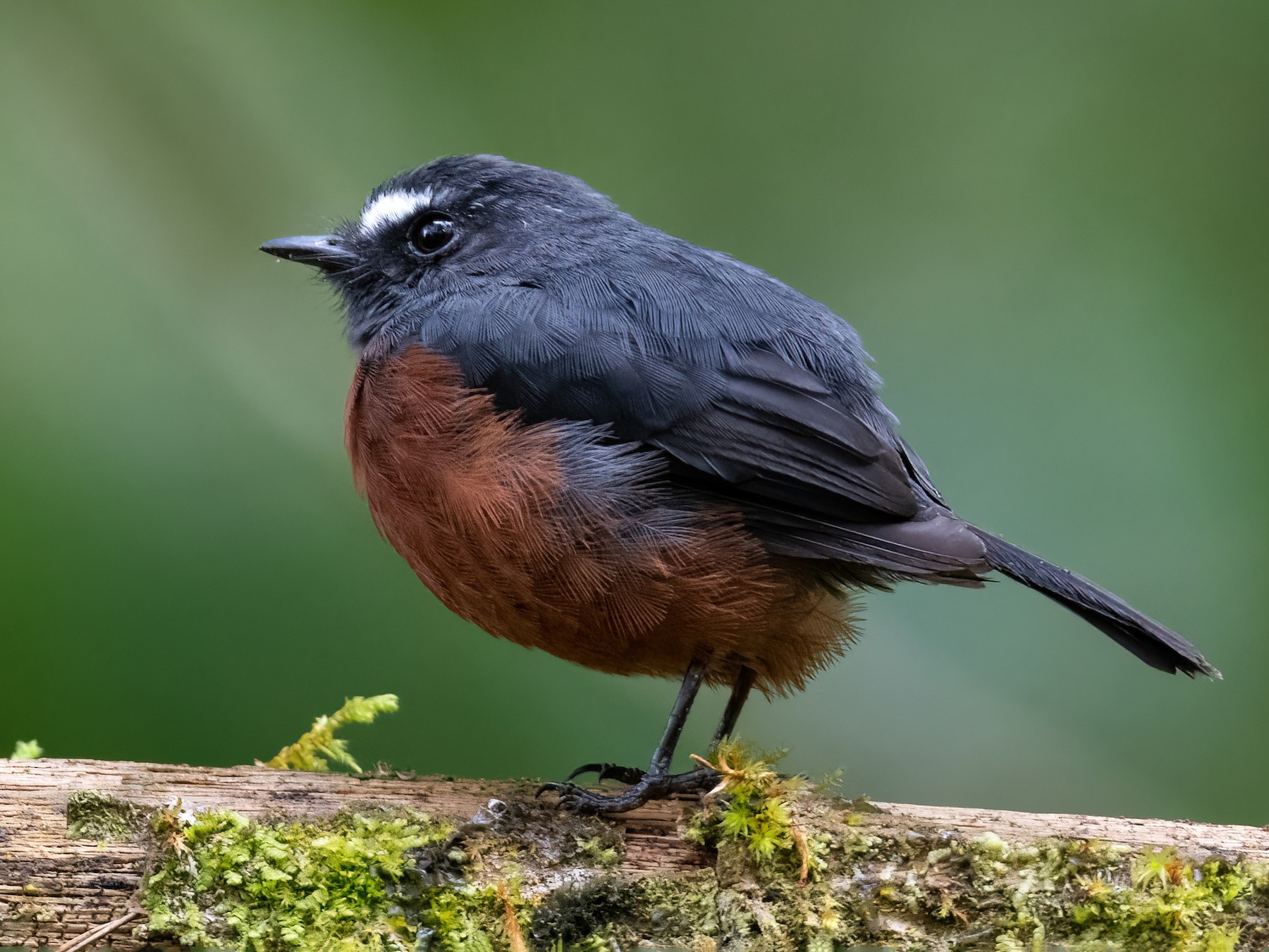 Chestnut-bellied Chat-Tyrant - eBird