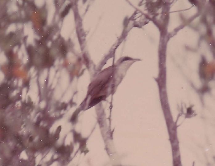 eBird Checklist - 22 Jun 1985 - Florida, Monroe, Sugarloaf Key, near ...