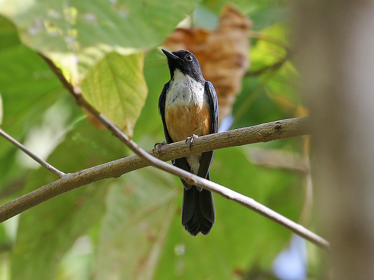 Kalao Blue Flycatcher - Cyornis kalaoensis - Birds of the World