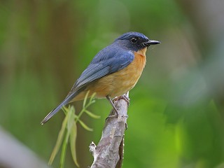 Sulawesi Blue Flycatcher - Cyornis omissus - Birds of the World