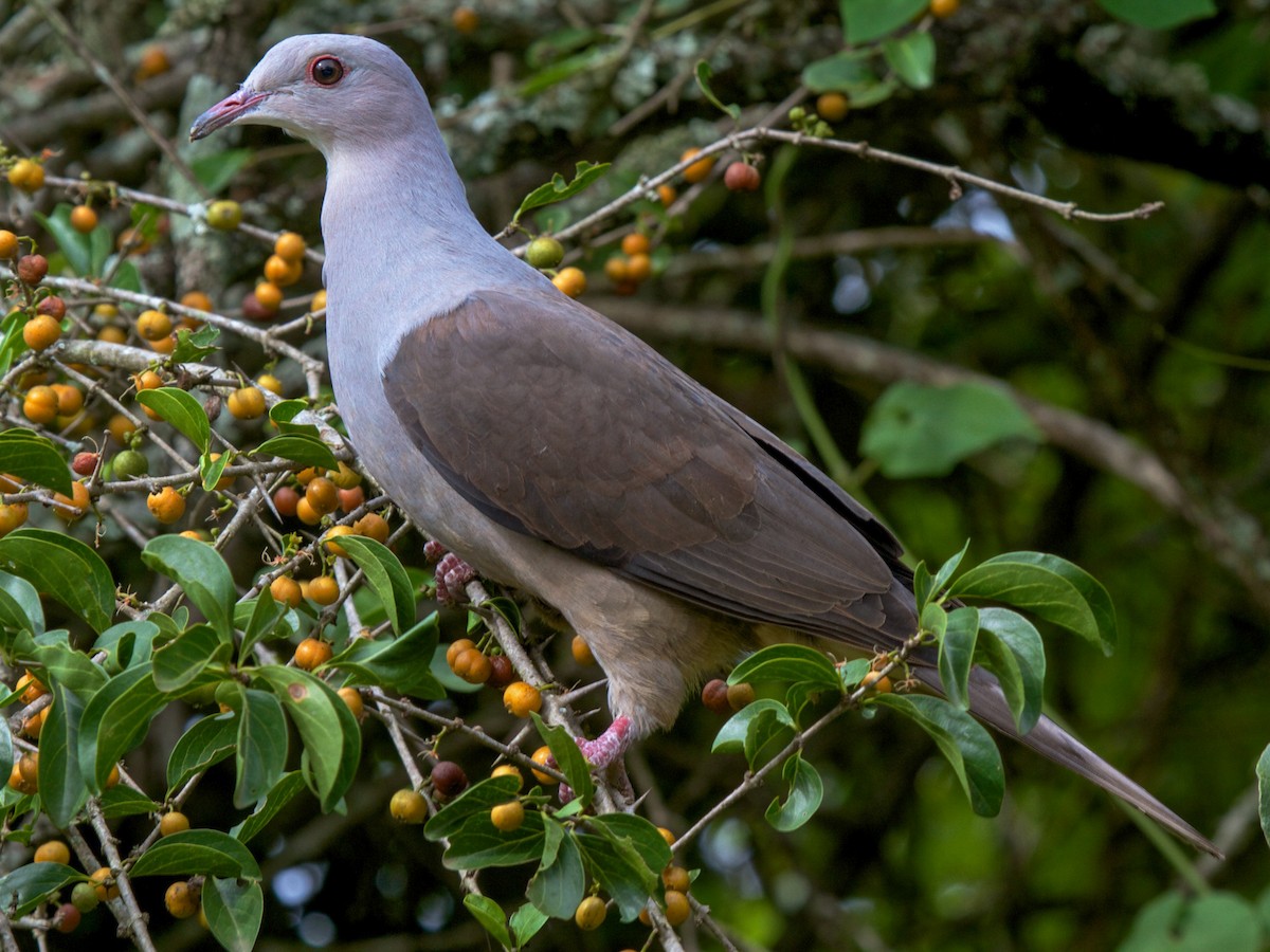 Malabar Imperial-Pigeon - Ducula cuprea - Birds of the World