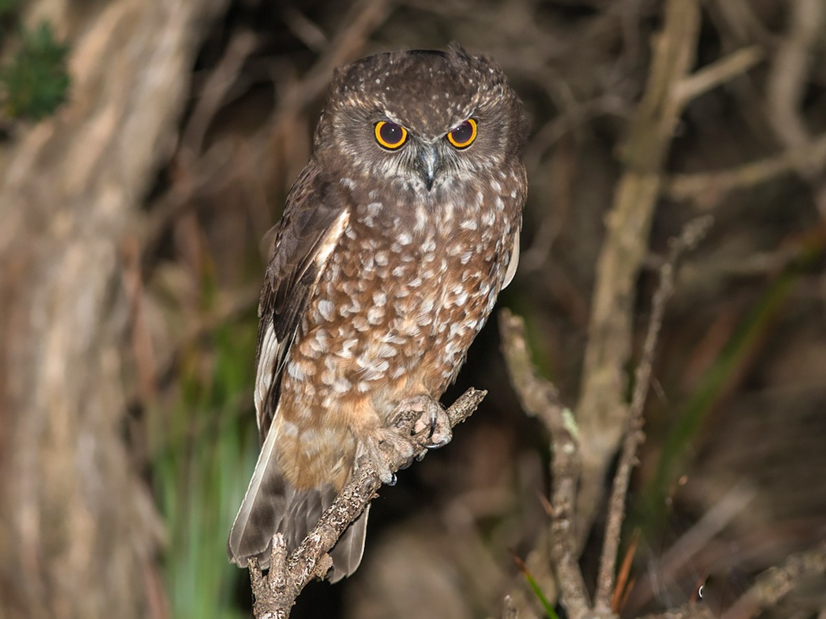 Tasmanian Boobook - Ninox leucopsis - Birds of the World