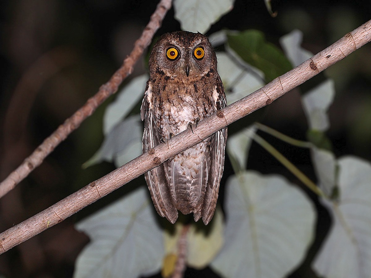 Wetar Scops-Owl - Otus tempestatis - Birds of the World