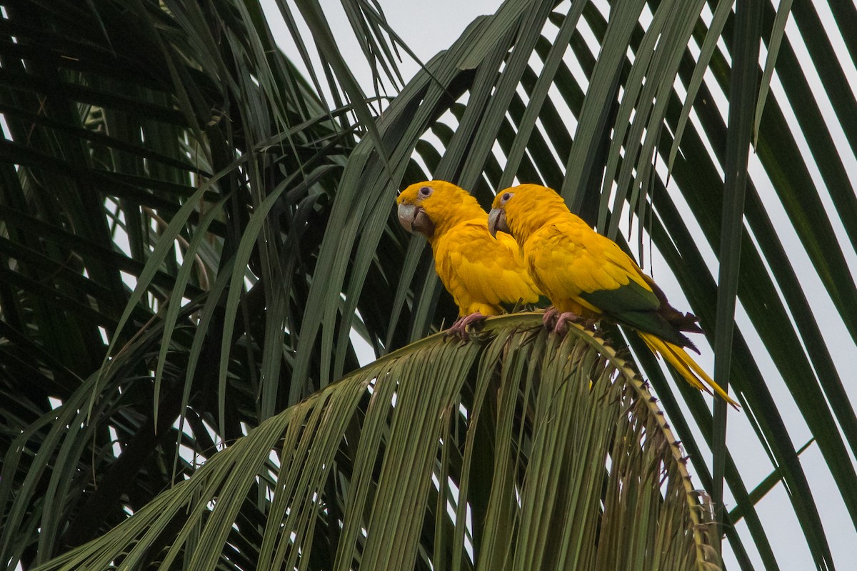 Golden Parakeet - Guaruba guarouba - Birds of the World
