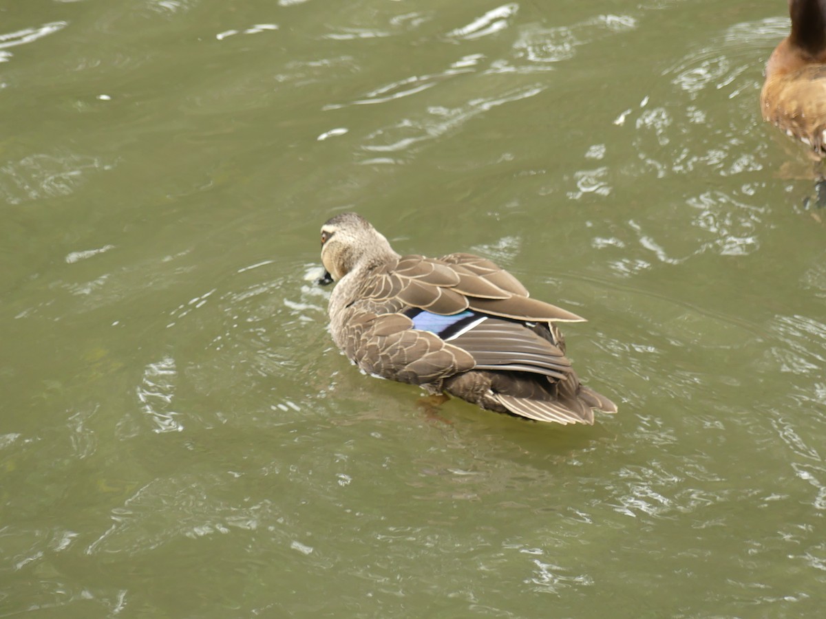 eBird Checklist - 15 Sep 2022 - Humpybong Creek, Redcliffe - 16 species ...