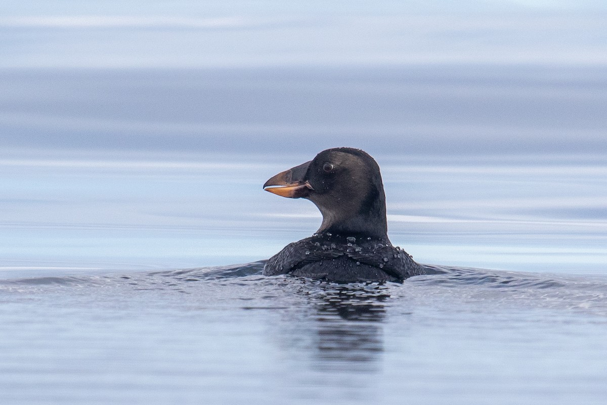Alaska eBird Checklist - 14 Sep 2022 - Kodiak Is.--Marine--Kodiak ...