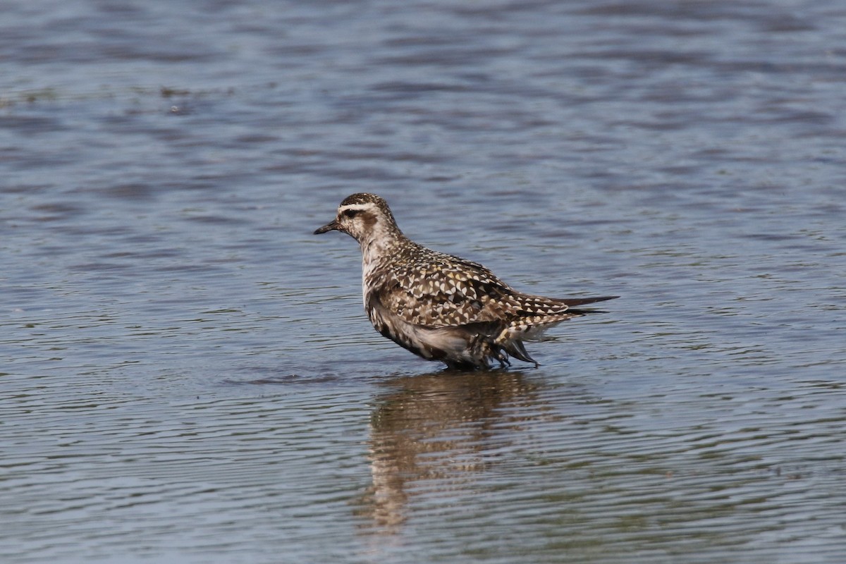 eBird Checklist - 9 Sep 2022 - Braddock Bay--East Spit - 28 species (+1 ...
