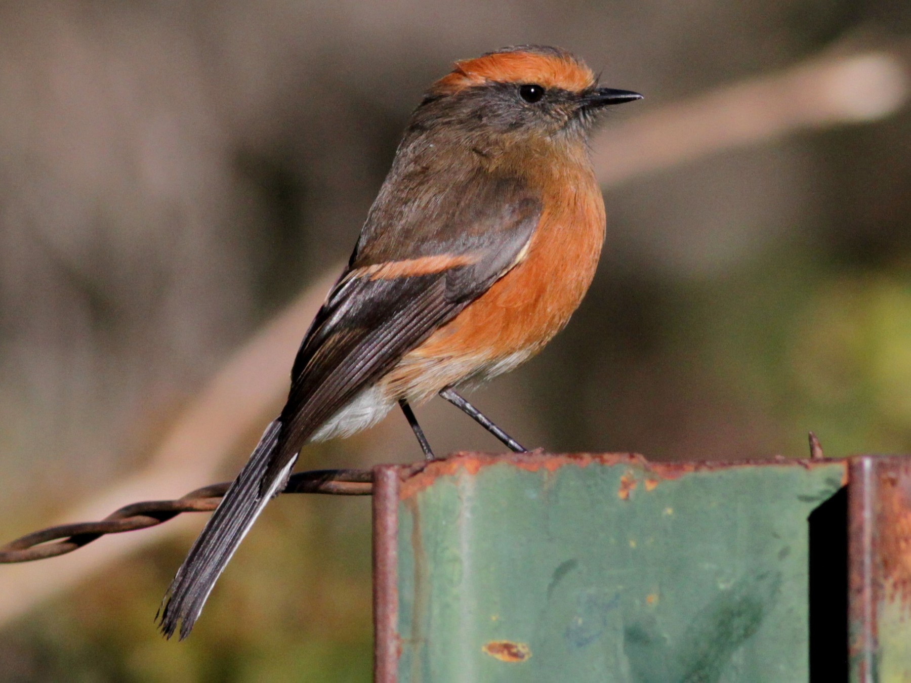 Rufous-browed Chat-Tyrant - eBird