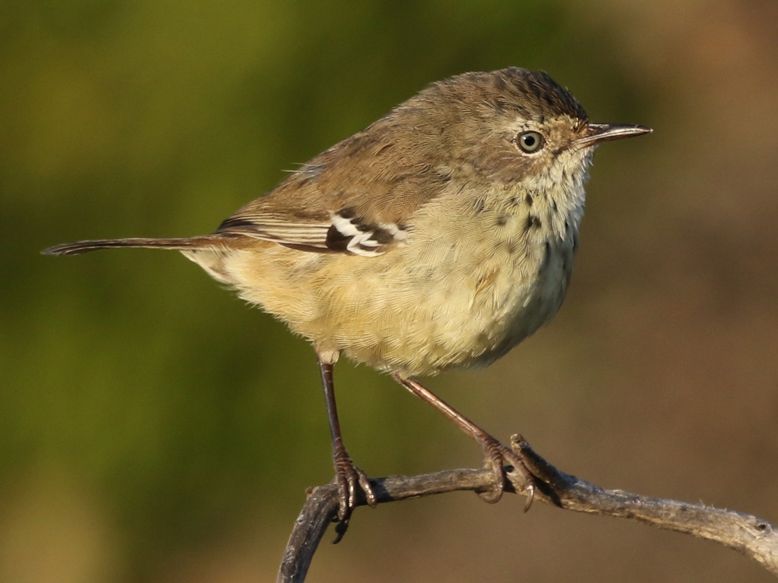 Spotted Scrubwren - eBird