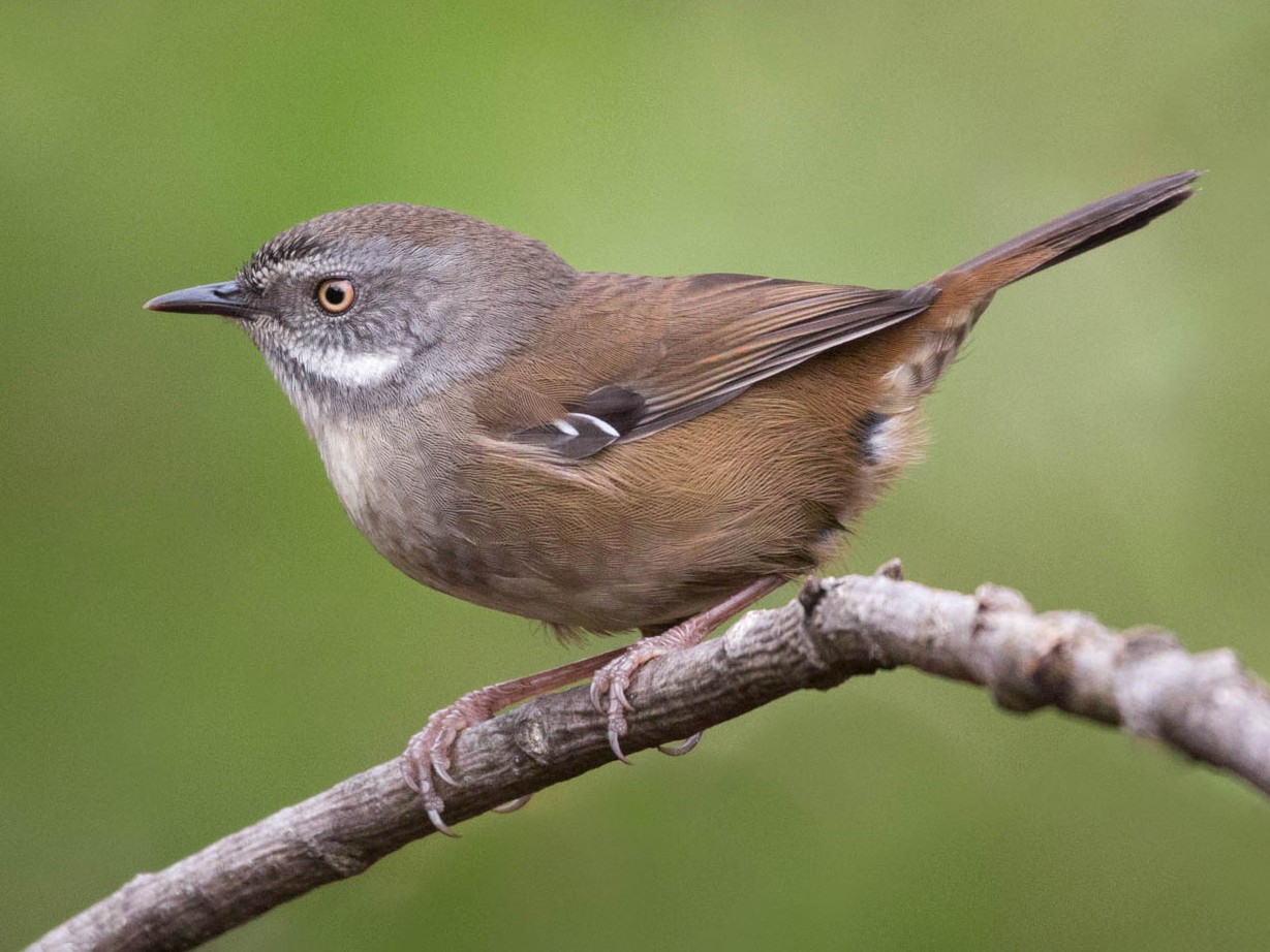 White-browed Scrubwren - eBird