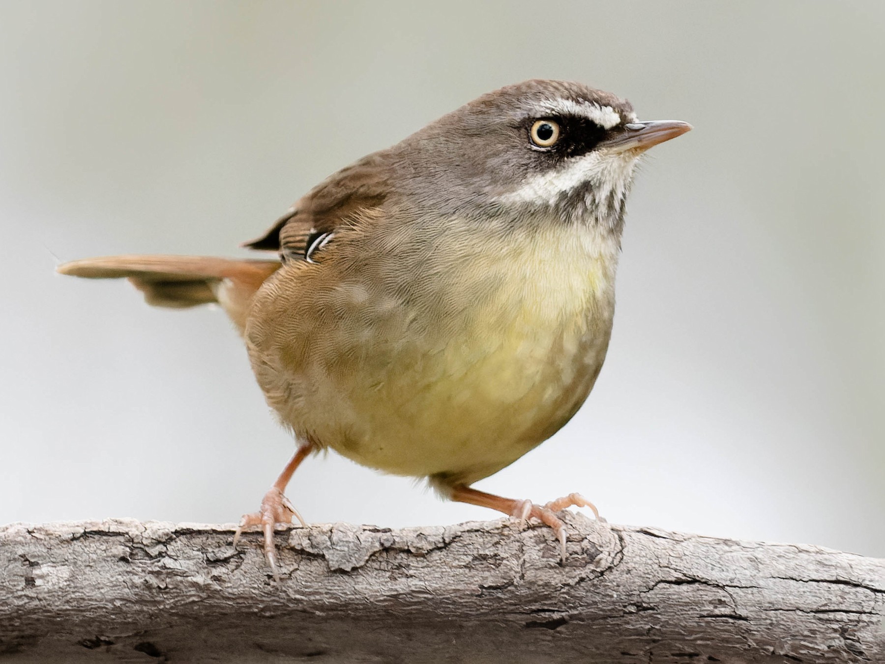 White-browed Scrubwren - eBird