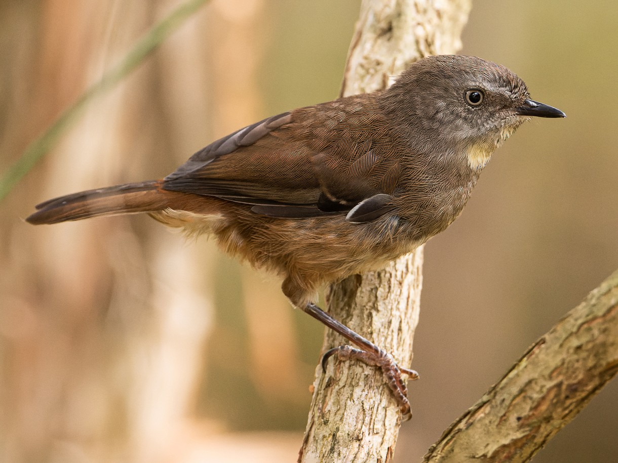 White-browed Scrubwren - eBird