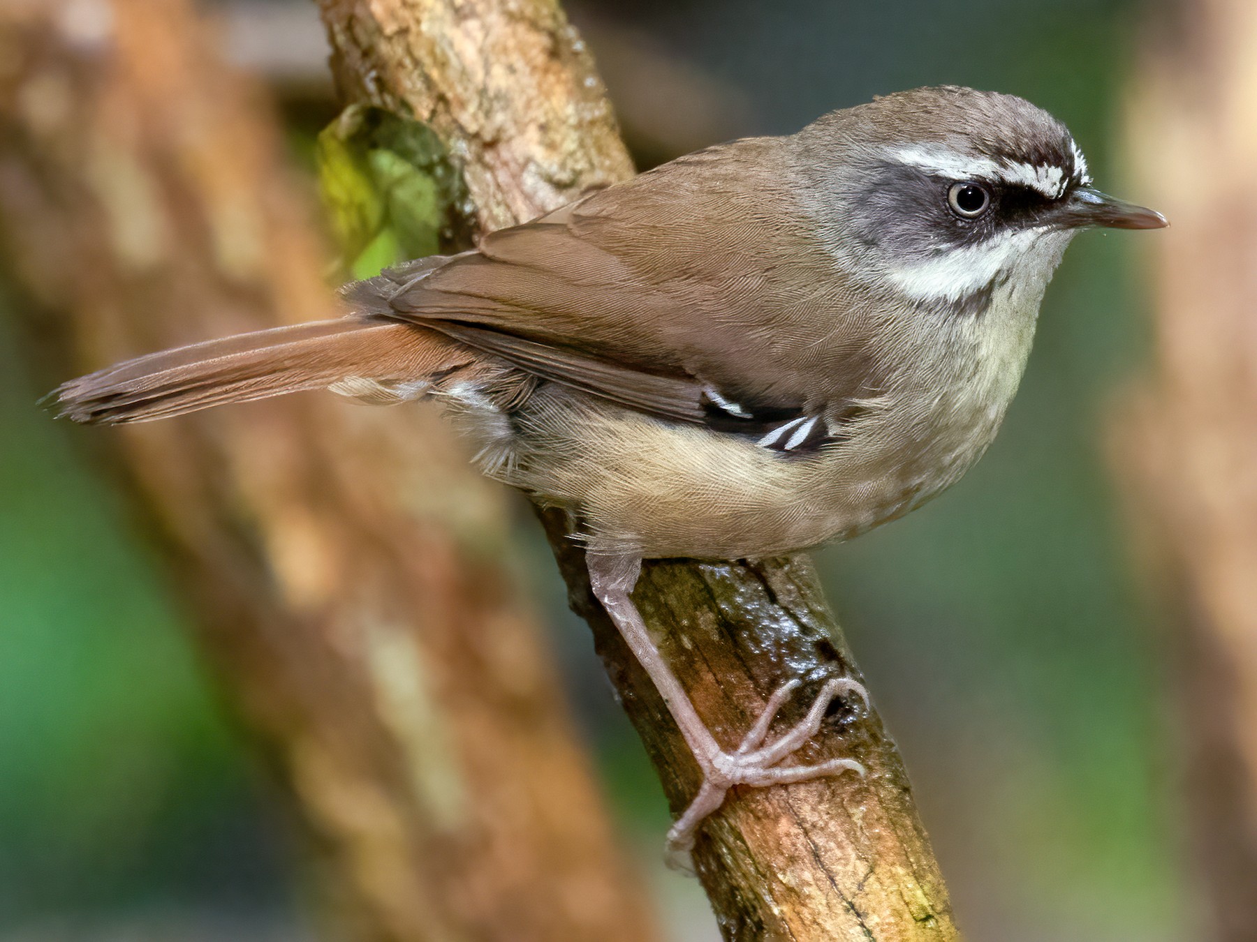 White-browed Scrubwren - eBird