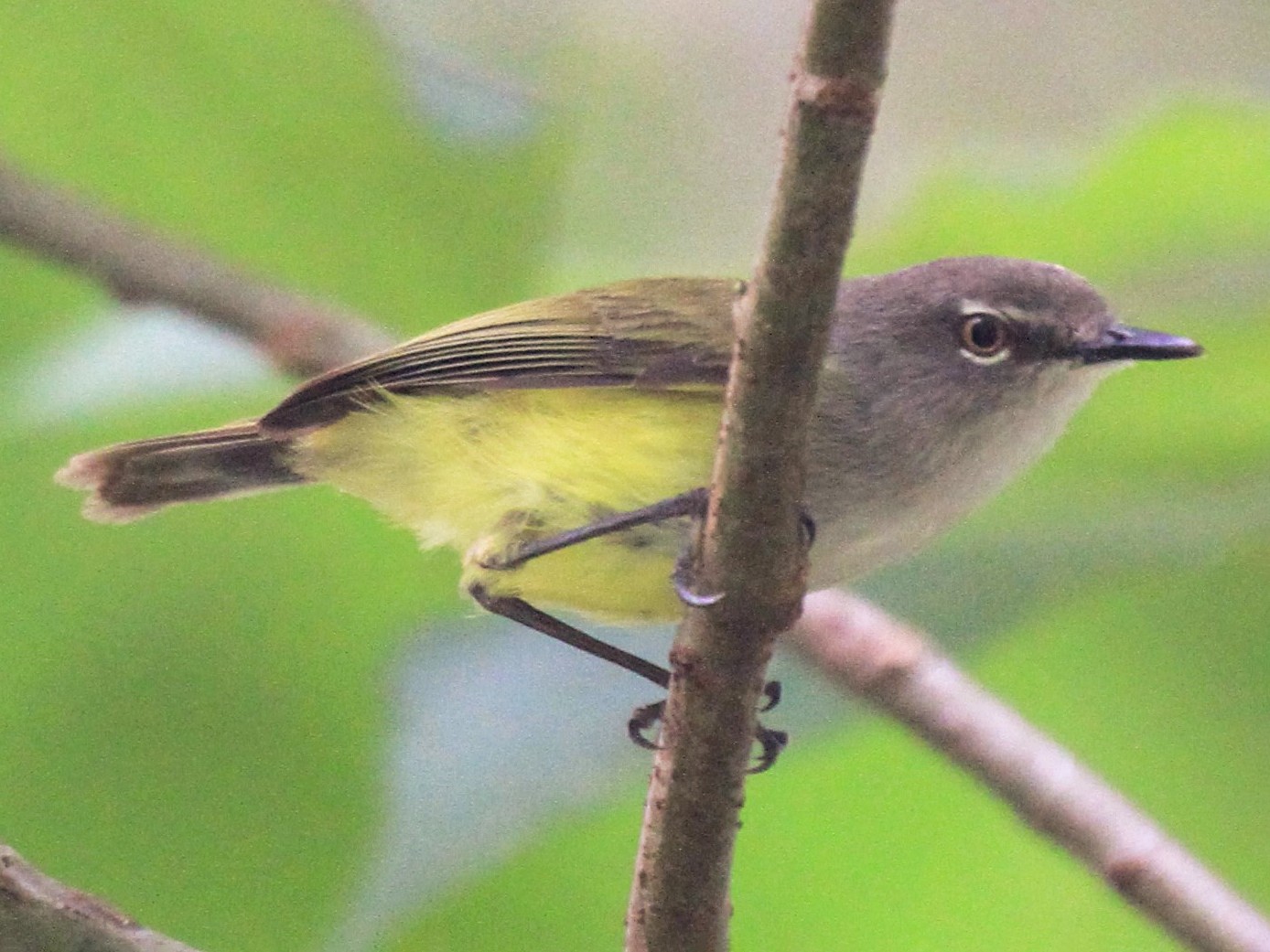 Fan-tailed Gerygone (Rennell) - eBird