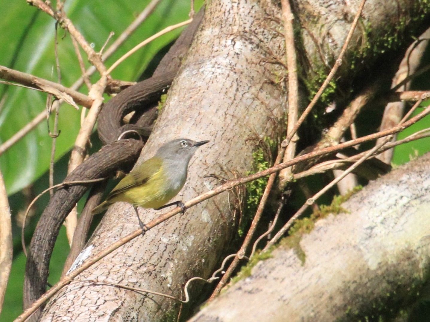 Rennell Gerygone - eBird