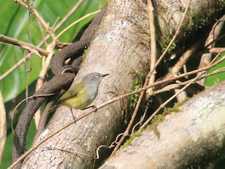 Rennell Gerygone - eBird