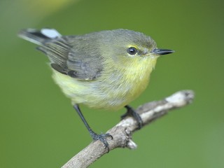 Fan-tailed Gerygone - eBird