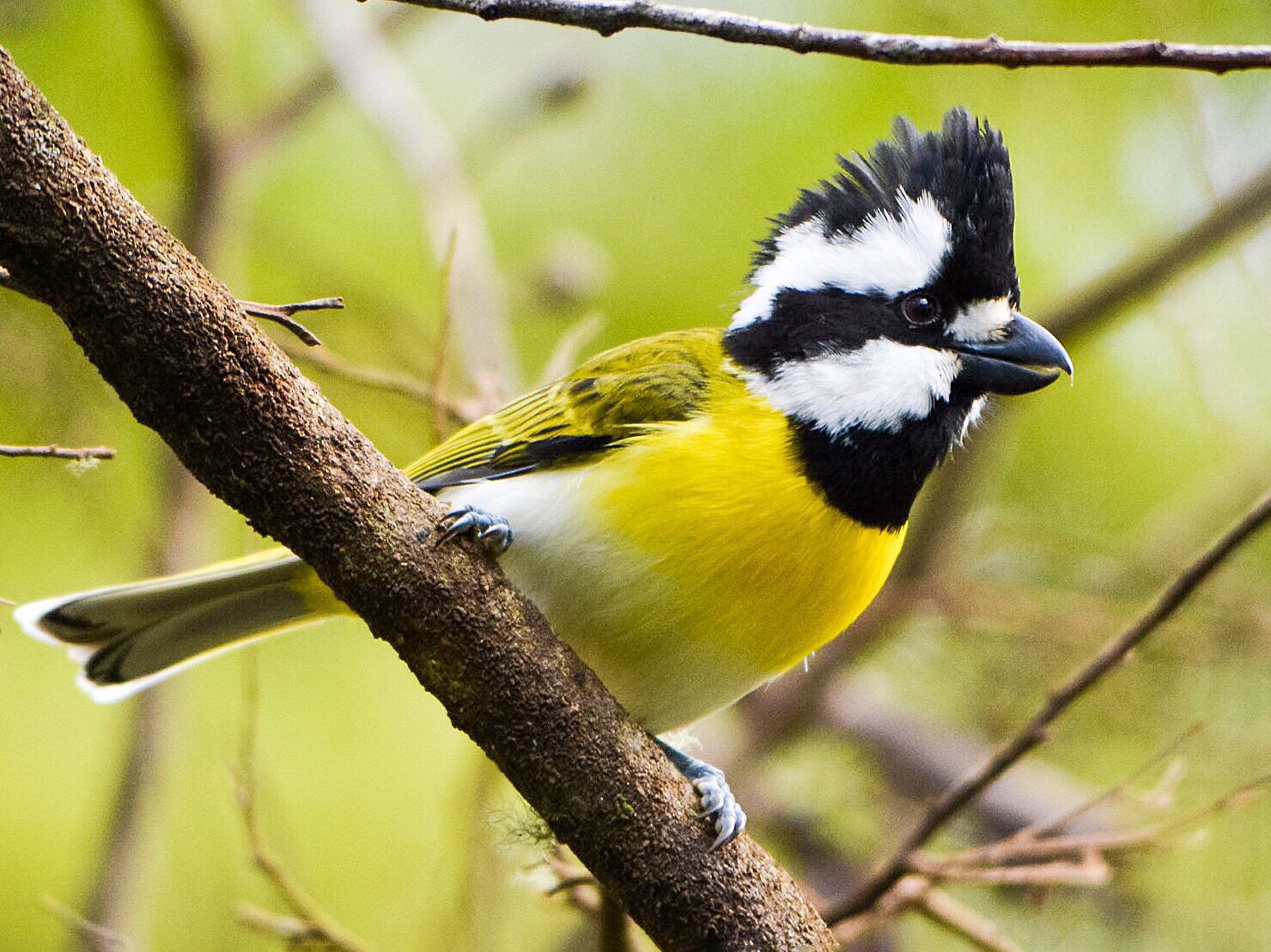 Western Shrike-tit - eBird