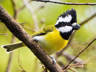 Western Shrike-tit - eBird