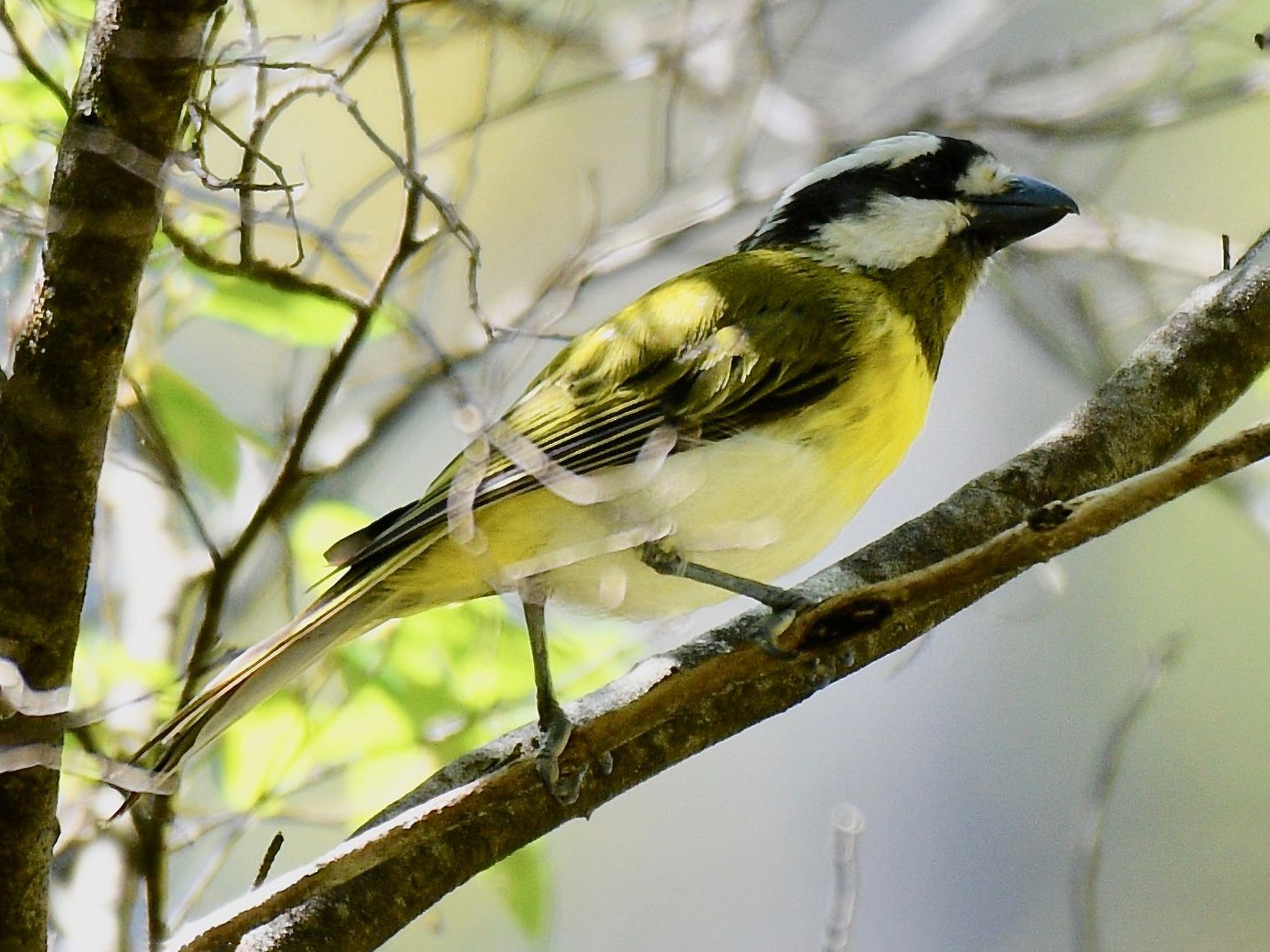 Silbador Cabezón Occidental - eBird