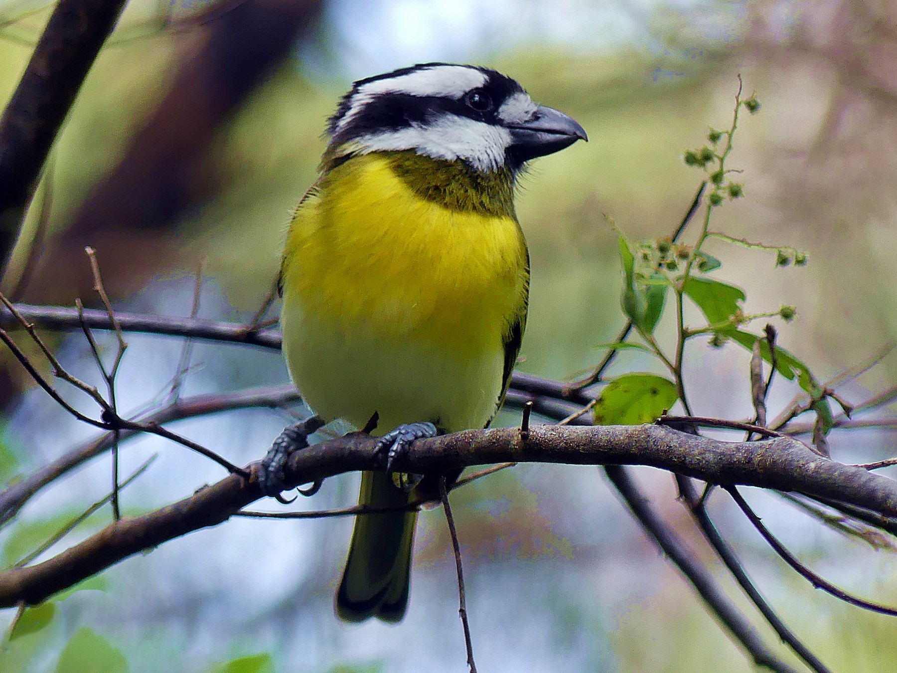 Western Shrike-tit - eBird