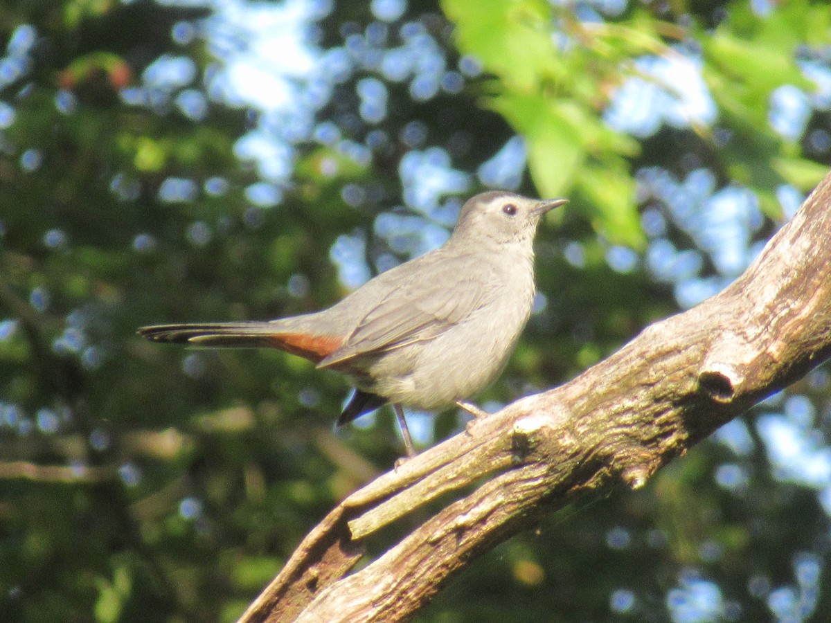 eBird Checklist - 15 Sep 2022 - Dunn Yard C - 42 species