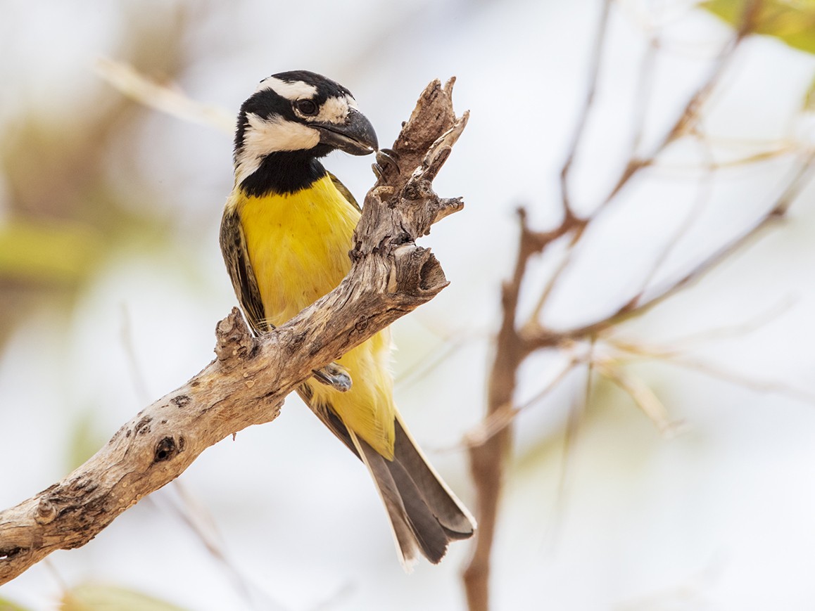 Northern Shrike-tit - eBird