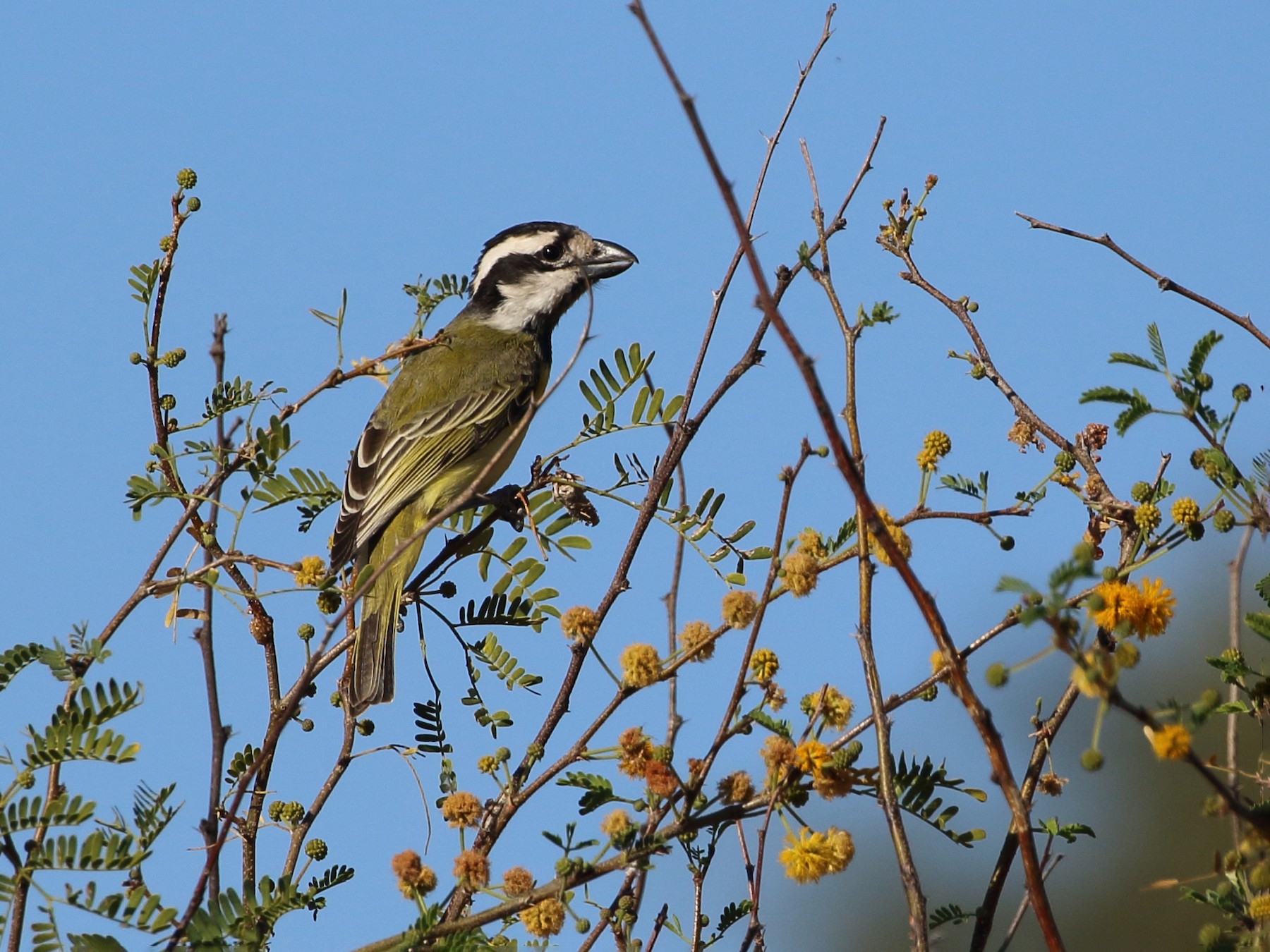 Silbador cabezón norteño - eBird