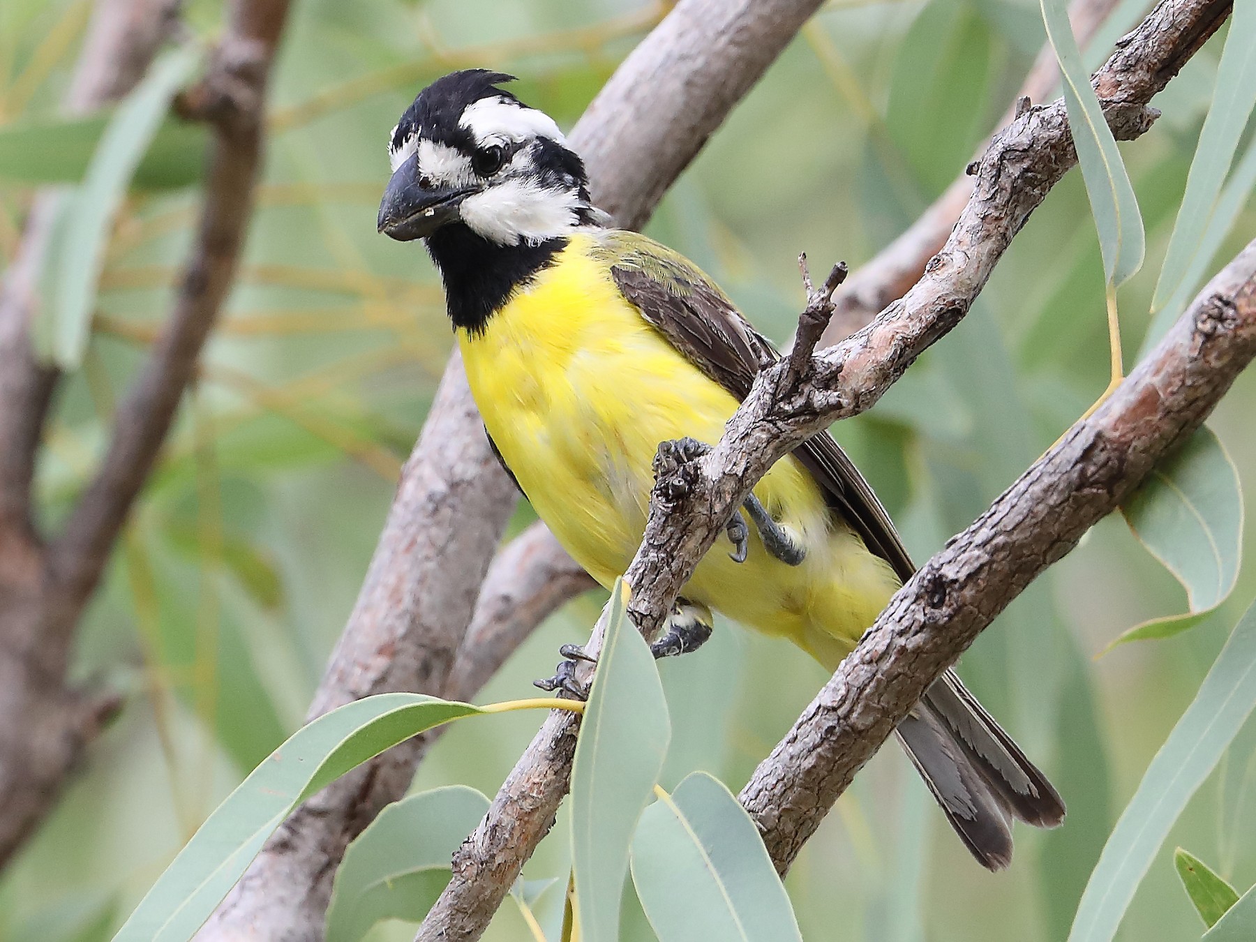 Northern Shrike-tit - eBird