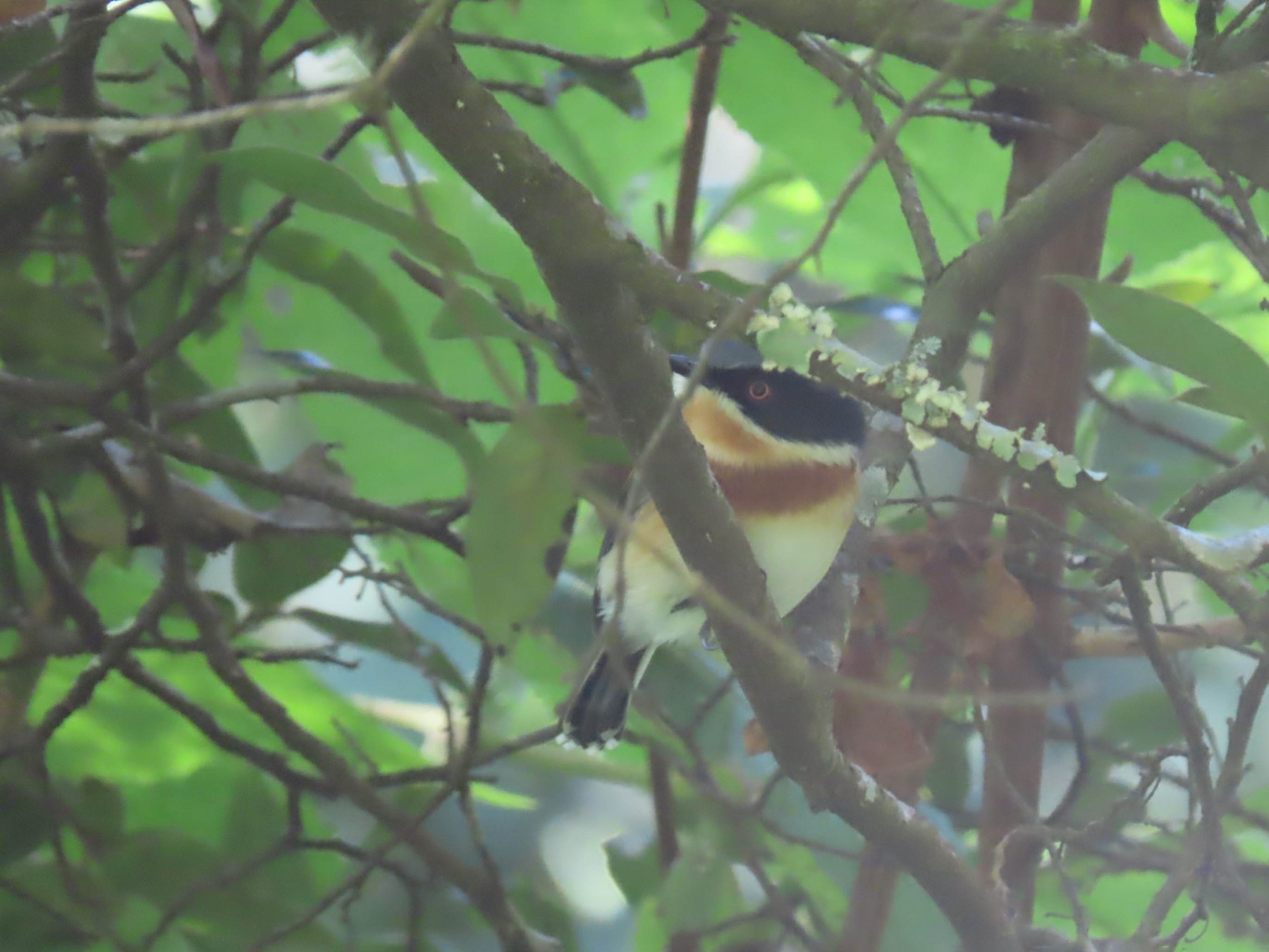 Malawi Batis - eBird