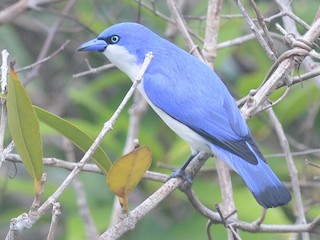 Comoro Blue Vanga - eBird