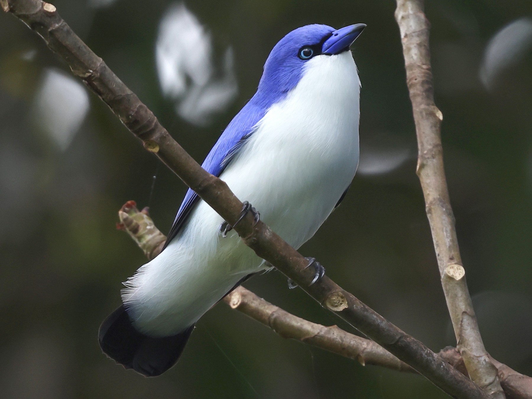 Blue Vanga (Comoro) - eBird