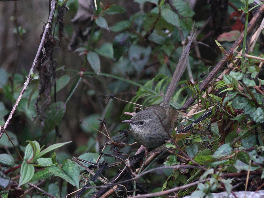 Black-throated Prinia - eBird