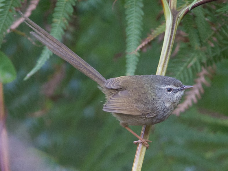 Black-throated Prinia - eBird