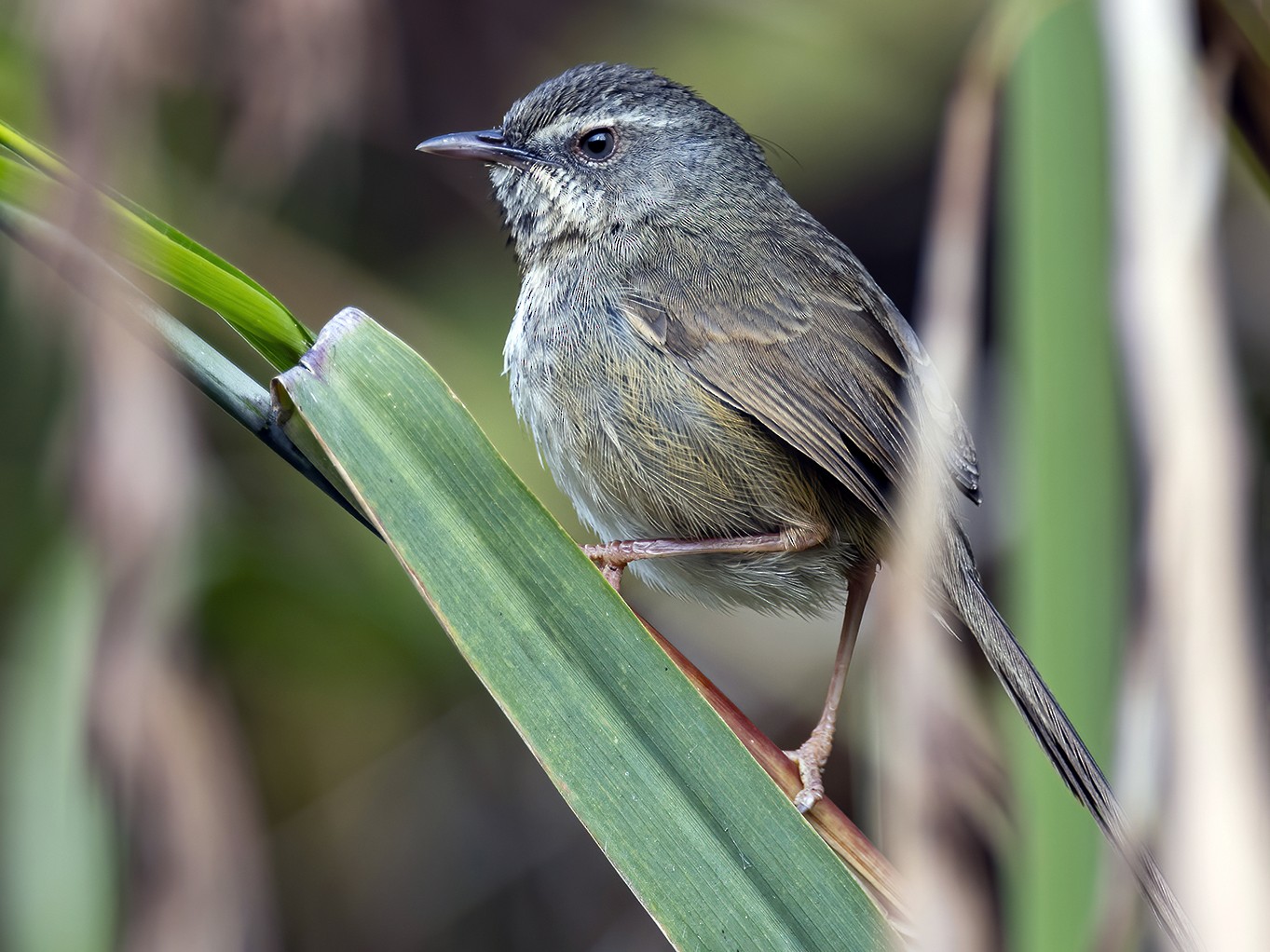 Black-throated Prinia - eBird