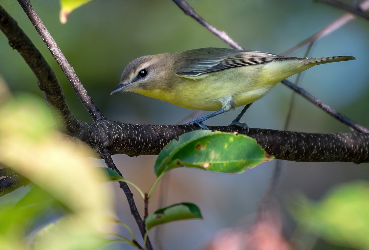 eBird Checklist - 9 Sep 2022 - Elk Neck SP--Turkey Pt. - 35 species (+1 ...