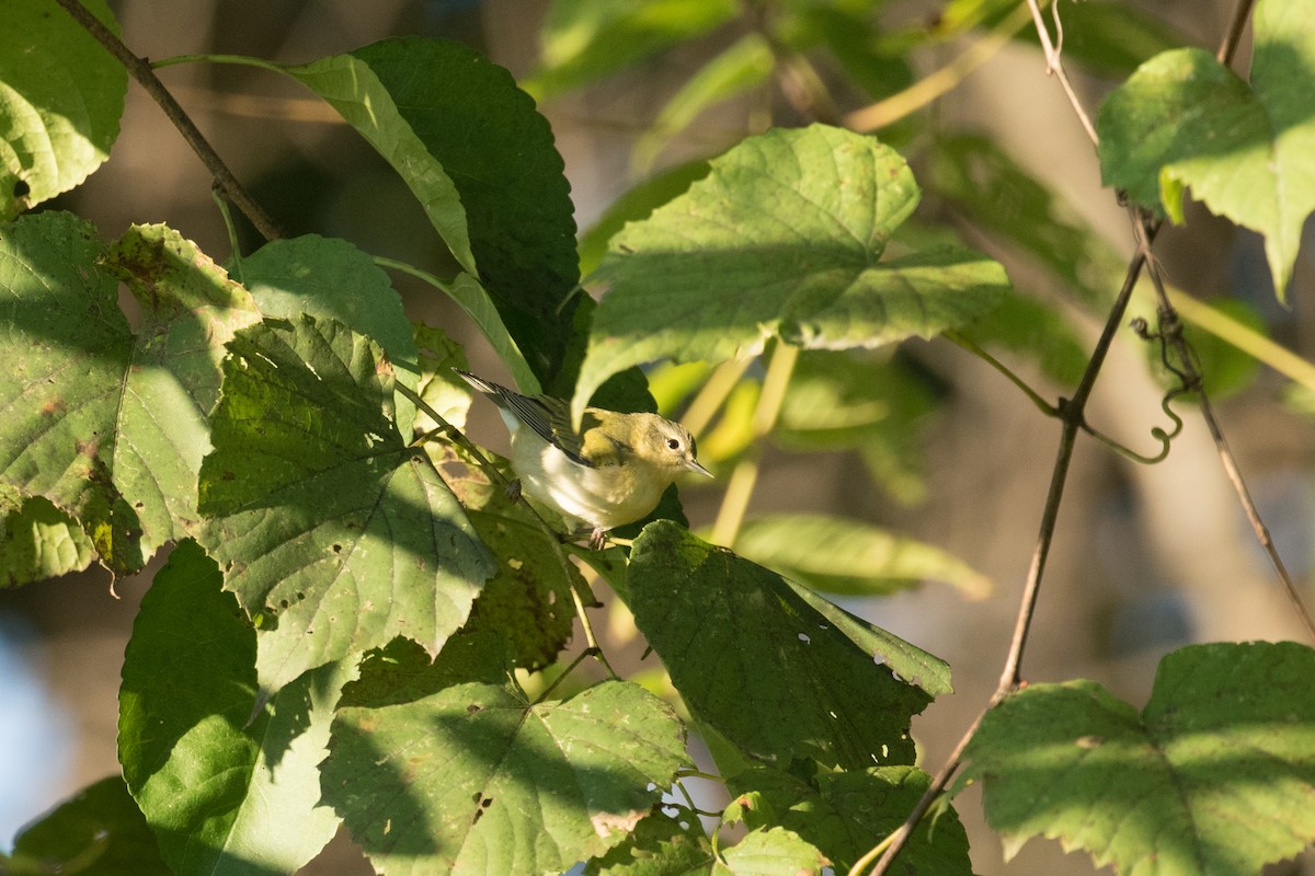 eBird Checklist - 14 Sep 2022 - Middle Run Natural Area - 33 species ...