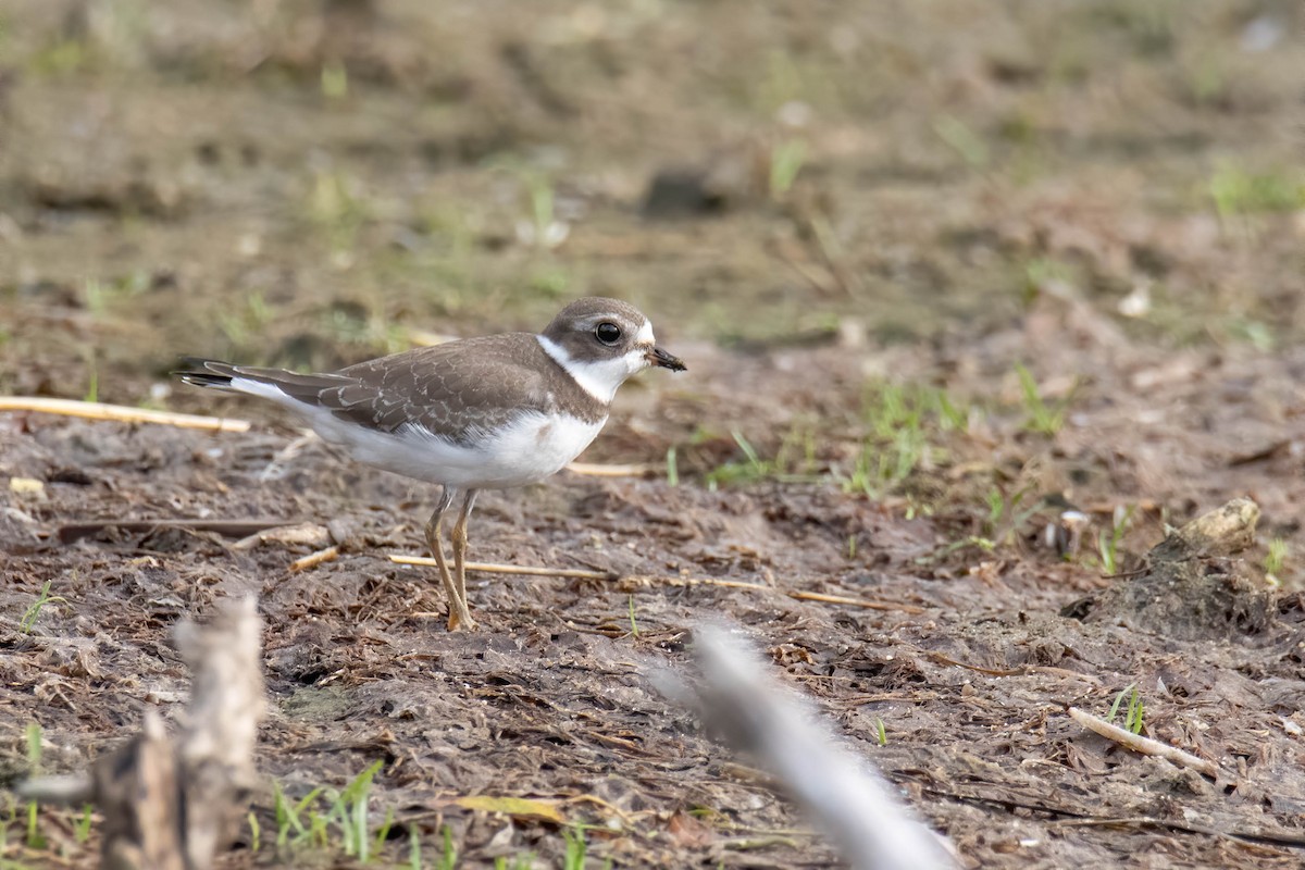 eBird Checklist - 14 Sep 2022 - Presque Isle SP--Leo's Landing - 27 species