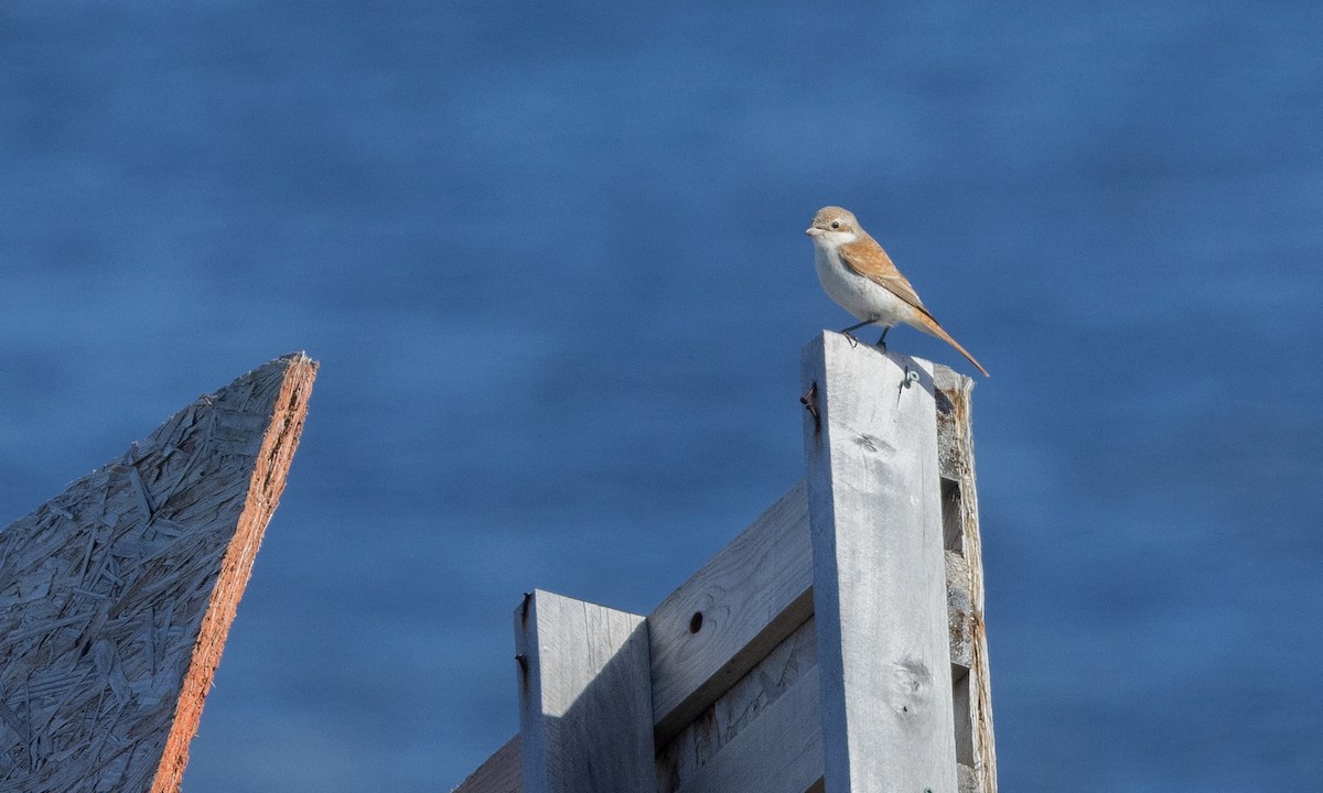 Alaska eBird Checklist - 10 Sep 2022 - Shemya Island--Eareckson AS ...