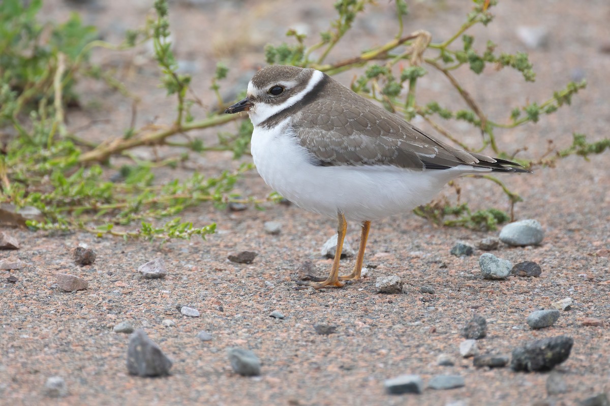 eBird Checklist - 15 Sep 2022 - Cap Tormentine - 17 species